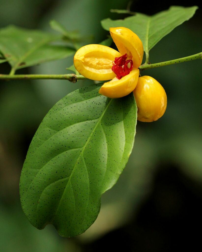 Casearia barteri from Kona, Itimbiri river, Bumba, Democratic Republic ...