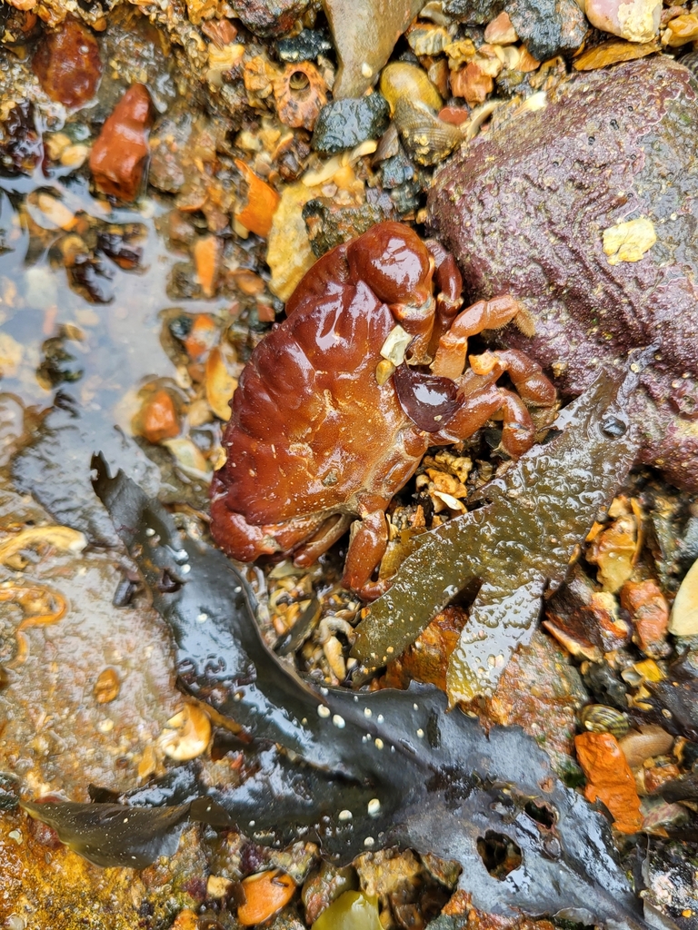 Montagu's Crab from Devil's Point, Admiralty Road, Devon, Stonehouse ...