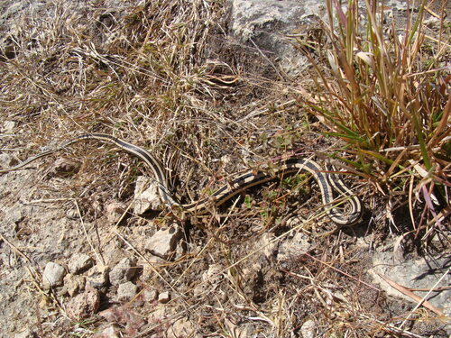 Striped Road Guarder (Conophis vittatus) - Snakes and Lizards