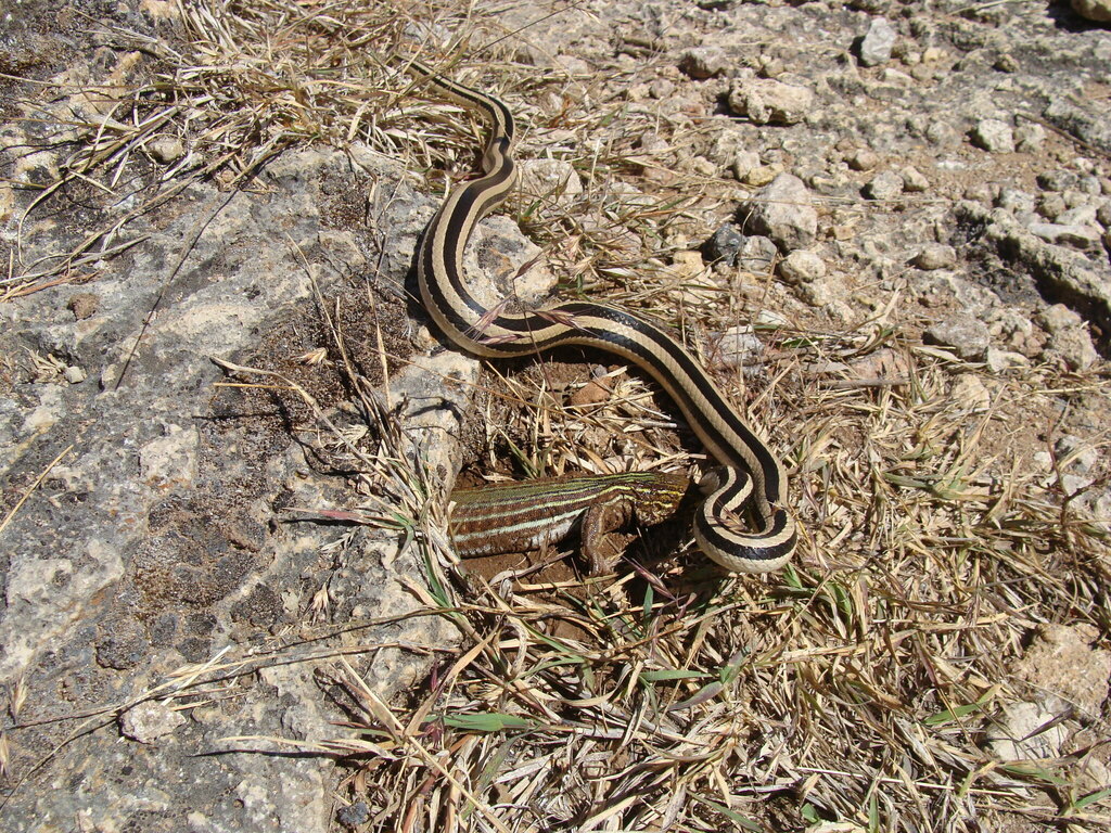 Striped Road Guarder from San Lorenzo Albarradas, Oax., Mexiko on ...