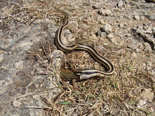 Striped Road Guarder (Conophis vittatus) - Snakes and Lizards