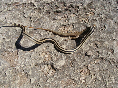 Striped Road Guarder (Conophis vittatus) - Snakes and Lizards