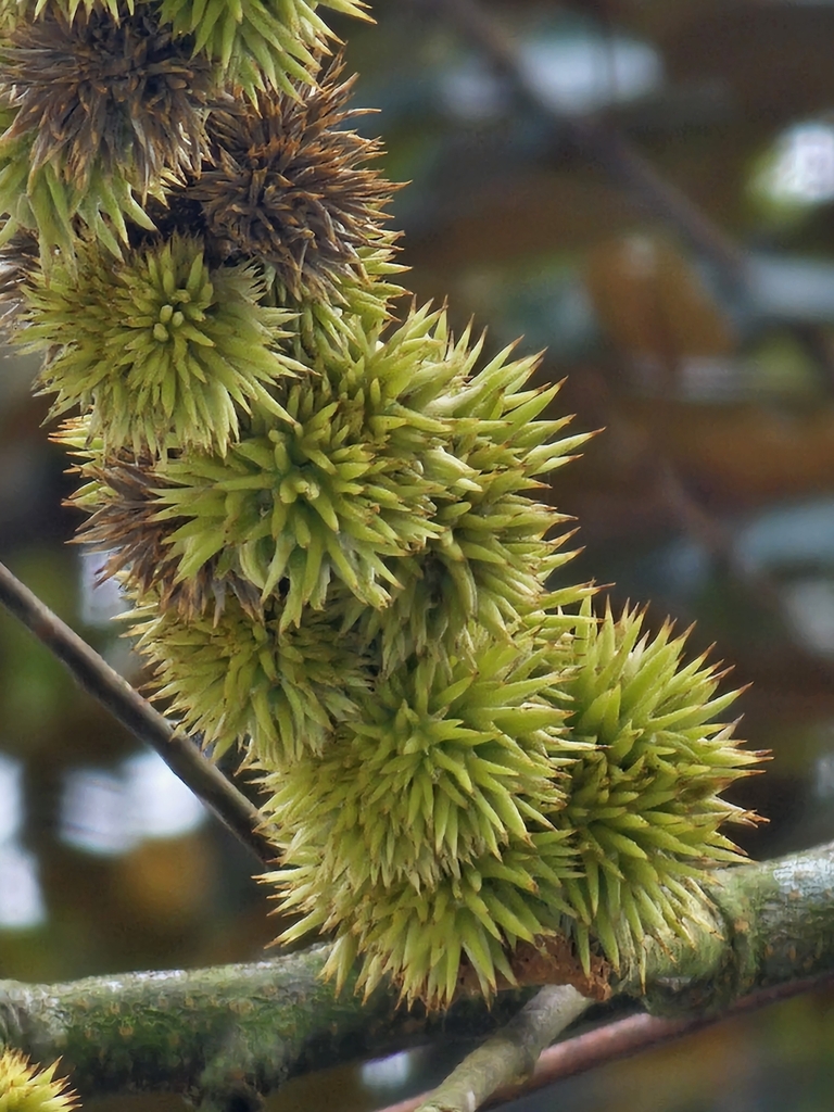 Castanopsis fargesii - plant details - WorldFloraDB