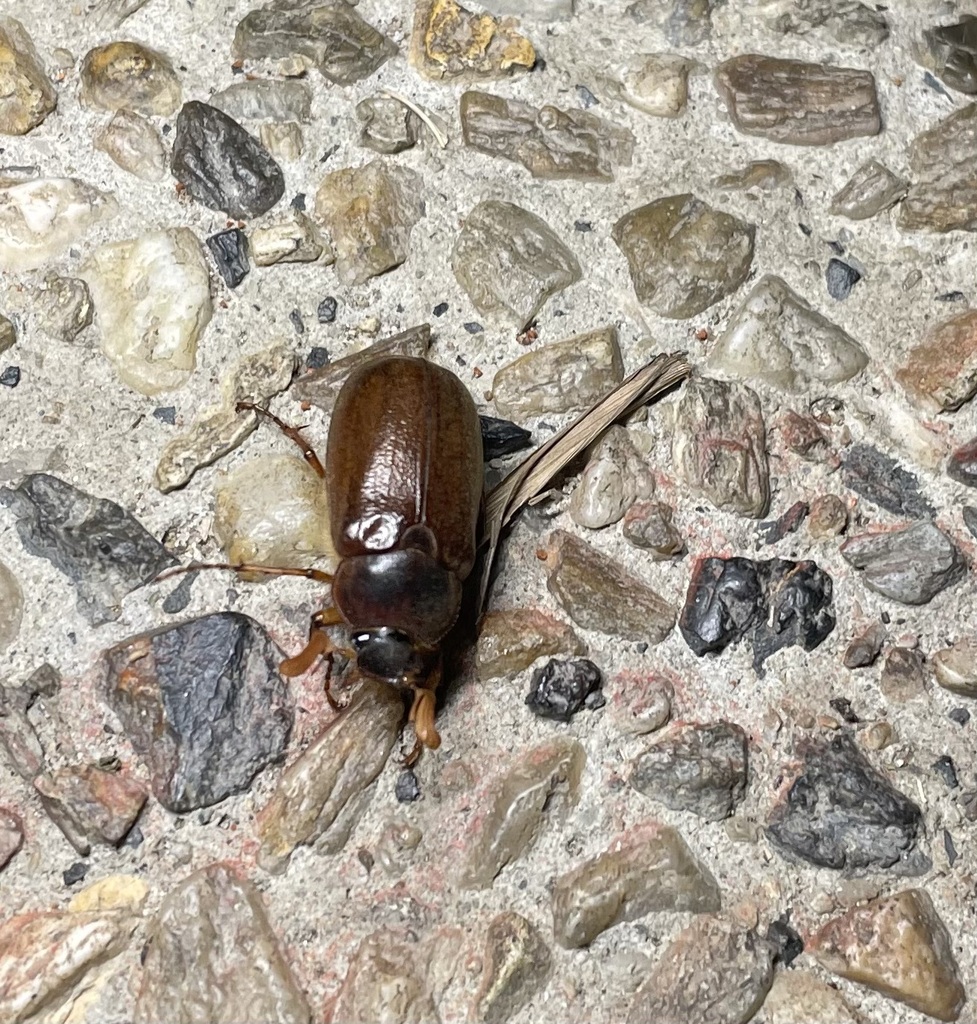 Scarabs from Brisbane QLD, Australia on September 29, 2023 at 07:54 PM ...