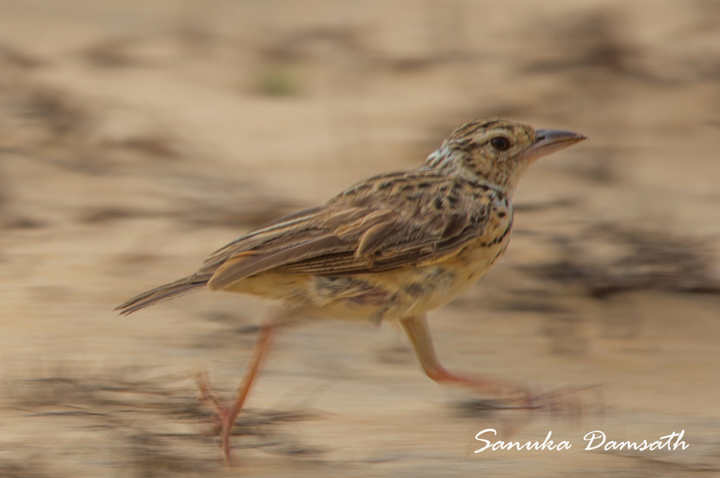 Jerdon's Bushlark from Puttalam, Sri Lanka on September 10, 2023 at 07: ...