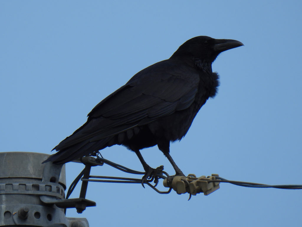 Carrion Crow from Takatsu Ward, Kawasaki, Kanagawa, Japan on September ...