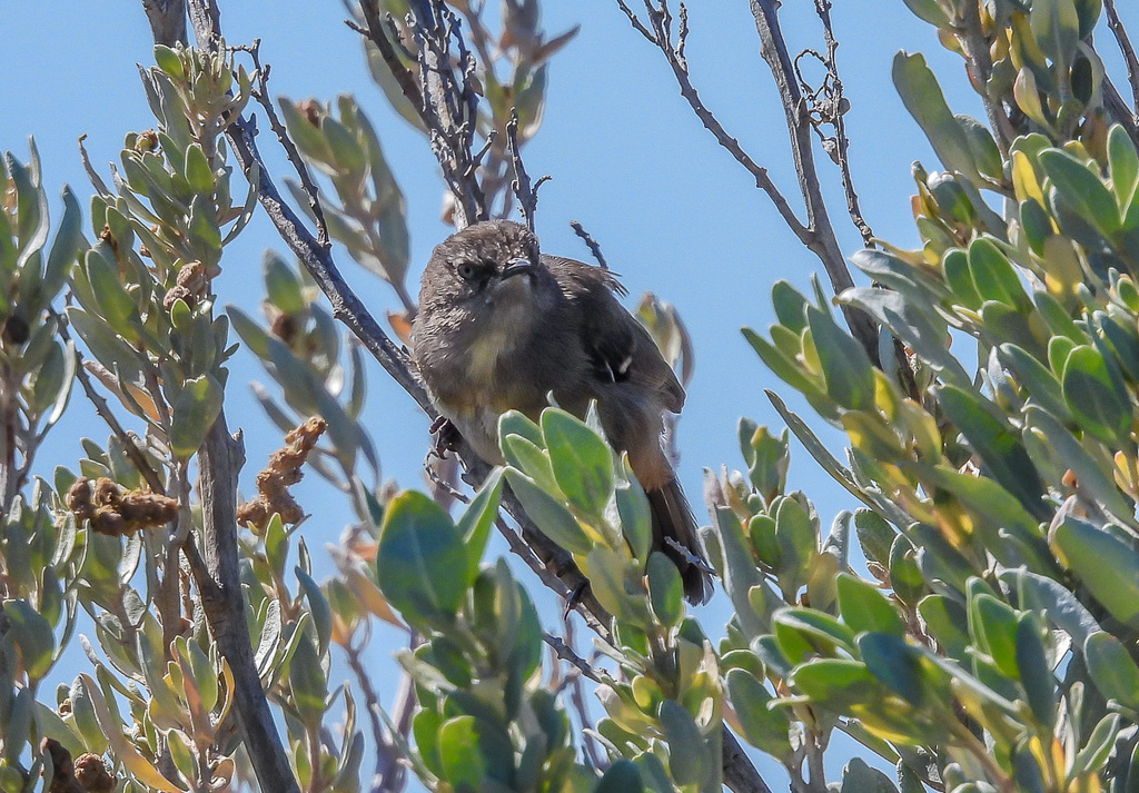 White-browed Scrubwren from Point Wilson VIC 3212, Australia on ...