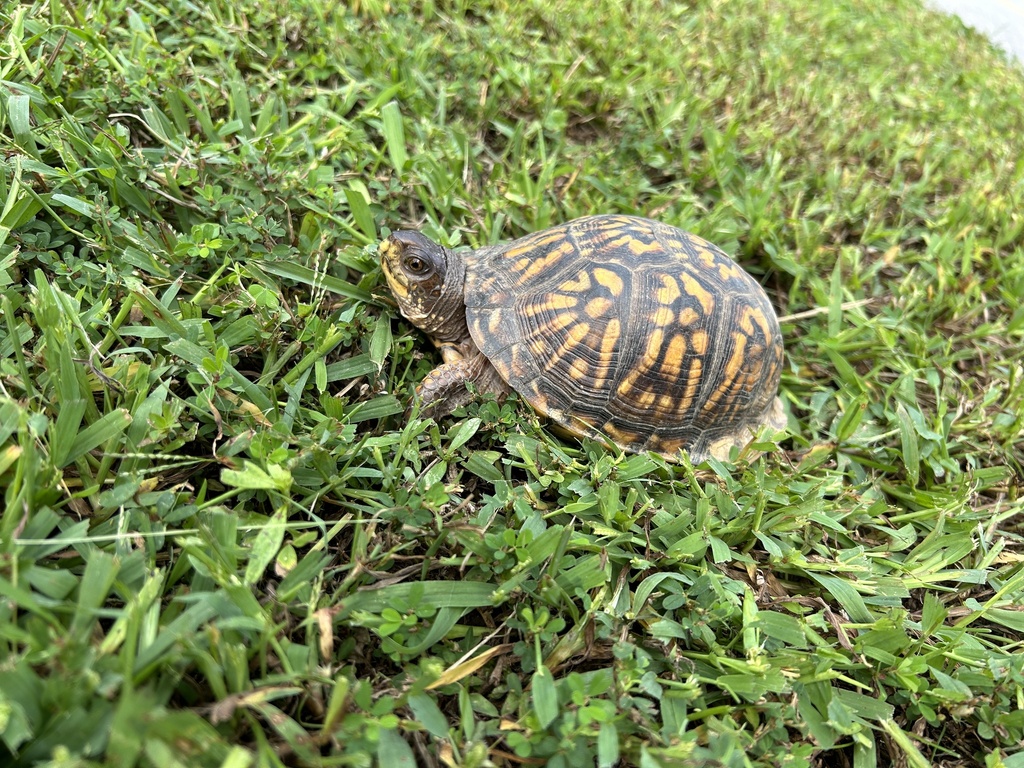 Common Box Turtle in September 2023 by wi_mostly · iNaturalist