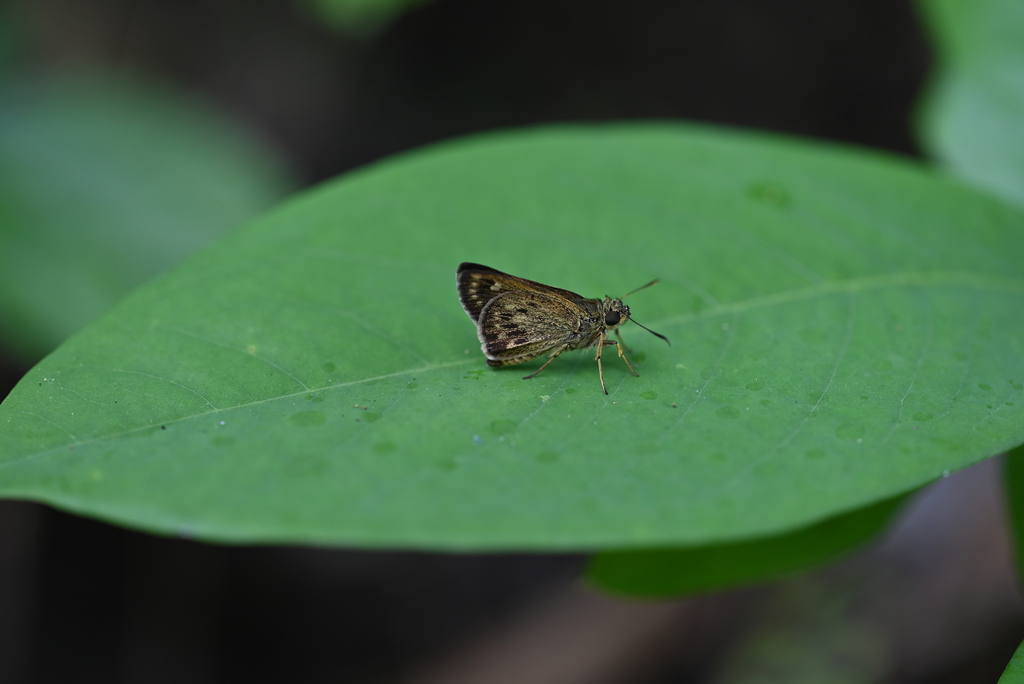 Halpe aucma from Paschim Phuguri Tea Garden, West Bengal, India on ...