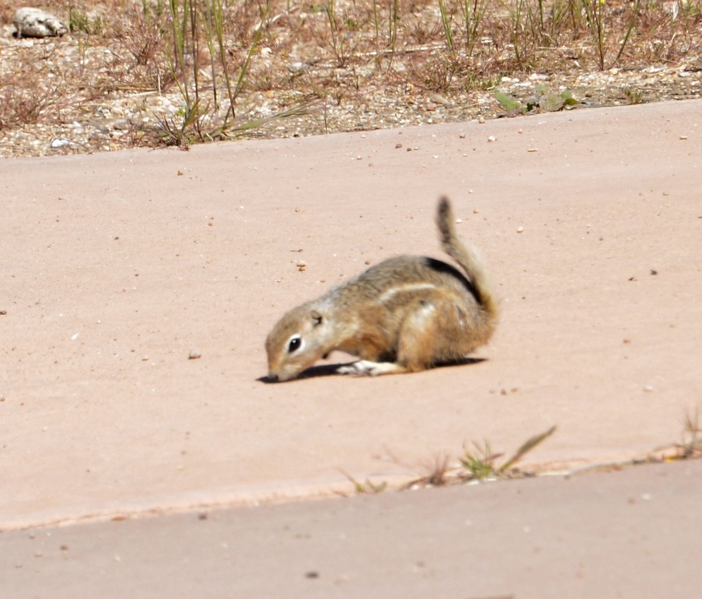 Nelson's Antelope Squirrel (Ammospermophilus nelsoni) - Know Your Mammals