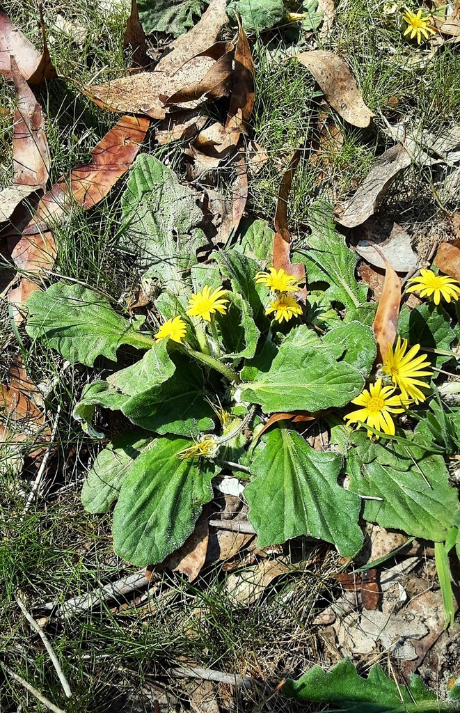 Austral bear’s-ears from Gardens of Stone SCA, Lidsdale NSW 2790 ...