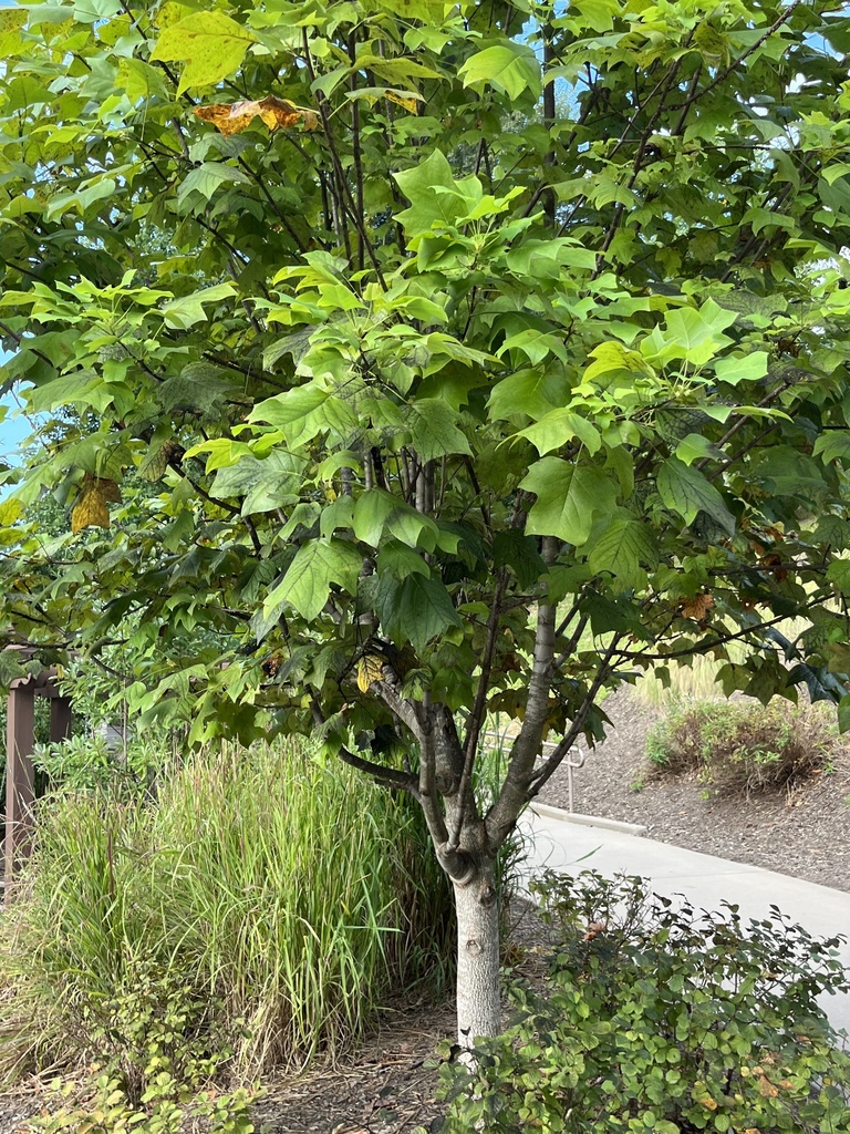 tulip tree from Cleveland St, Greenville, SC, US on September 22, 2023 ...