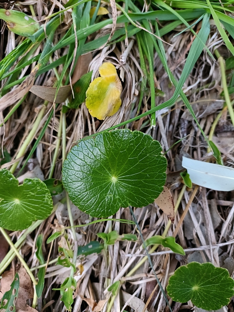 largeleaf pennywort from Cromer NSW 2099, Australia on September 25 ...