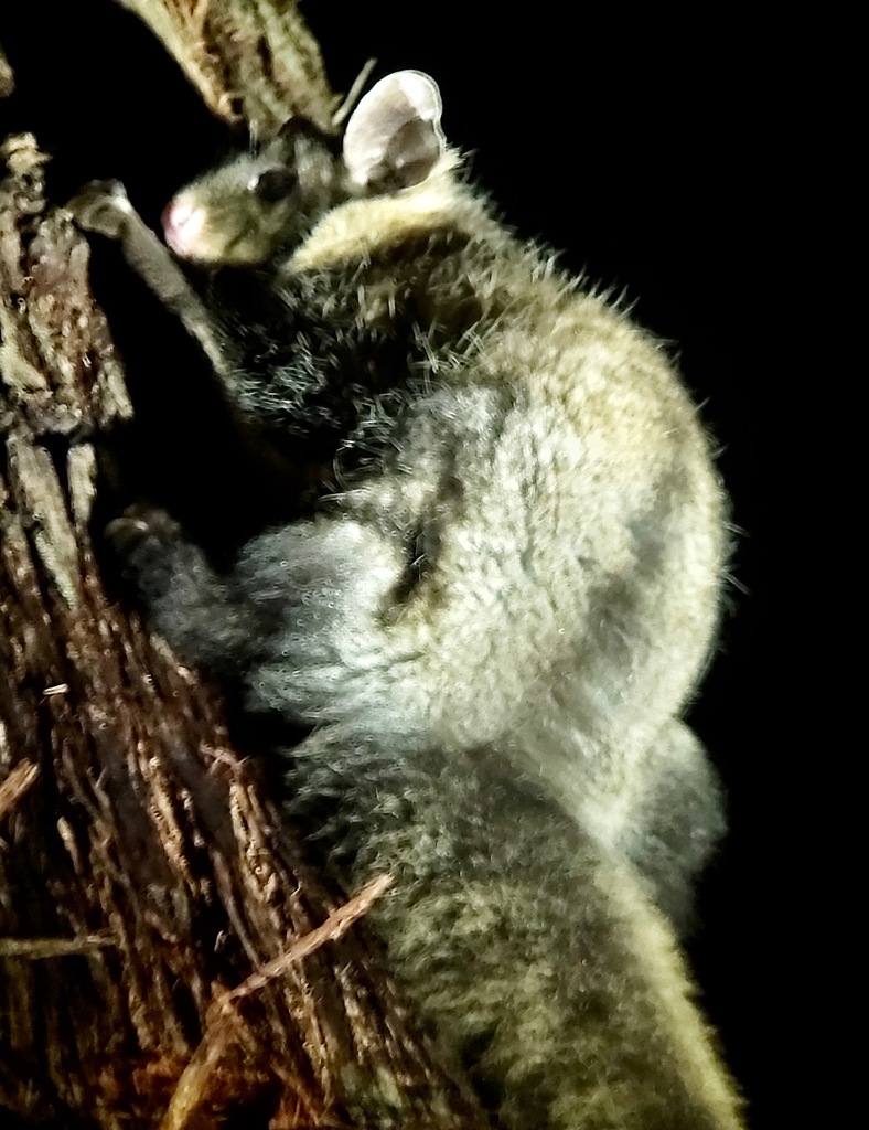 Northern Yellow-bellied Glider in September 2023 by Jay VanderGaast ...