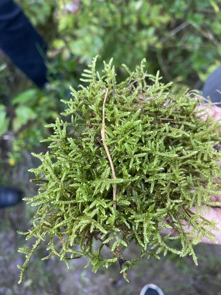 brocade moss from Dalhousie University, Halifax, NS, CA on September 29 ...