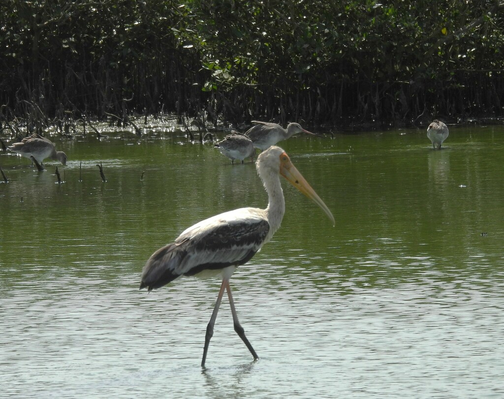 Painted Stork from PX86+R4J, Diu, Fudam, Dadra and Nagar Haveli and ...