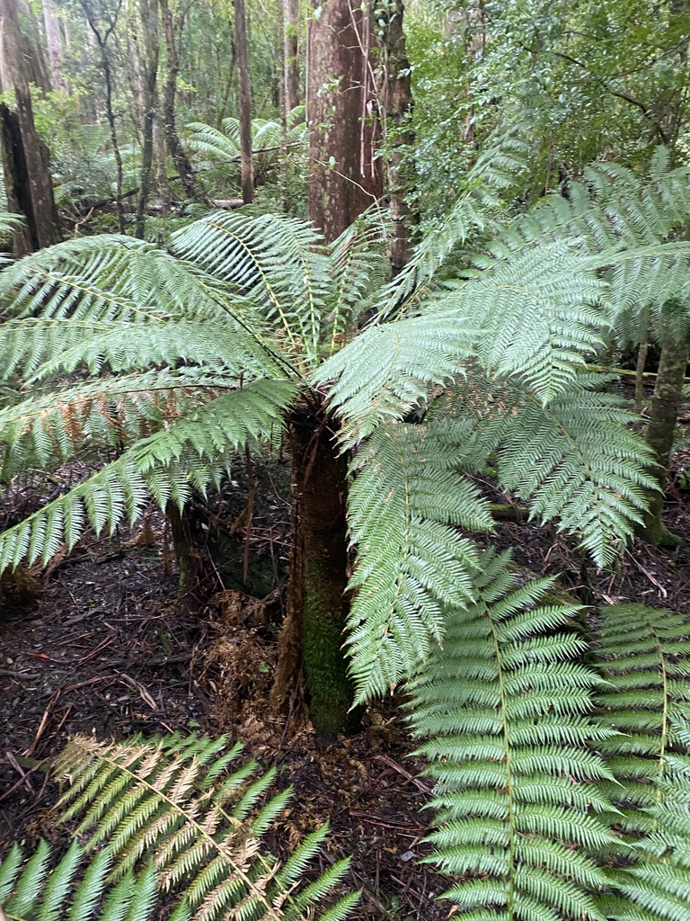 man fern from Southwest National Park, Hastings, TAS, AU on September ...