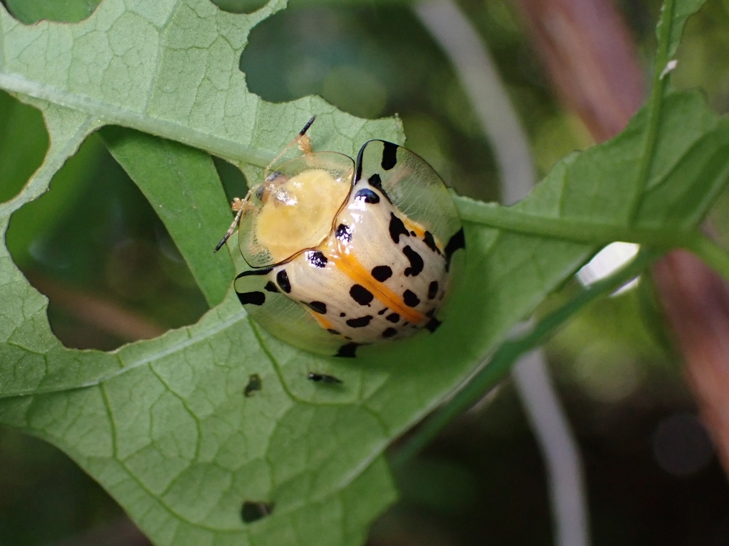 Asian Spotted Tortoise Beetle from 921台灣屏東縣泰武鄉泰武鄉鐵馬自行車景觀台 on September ...