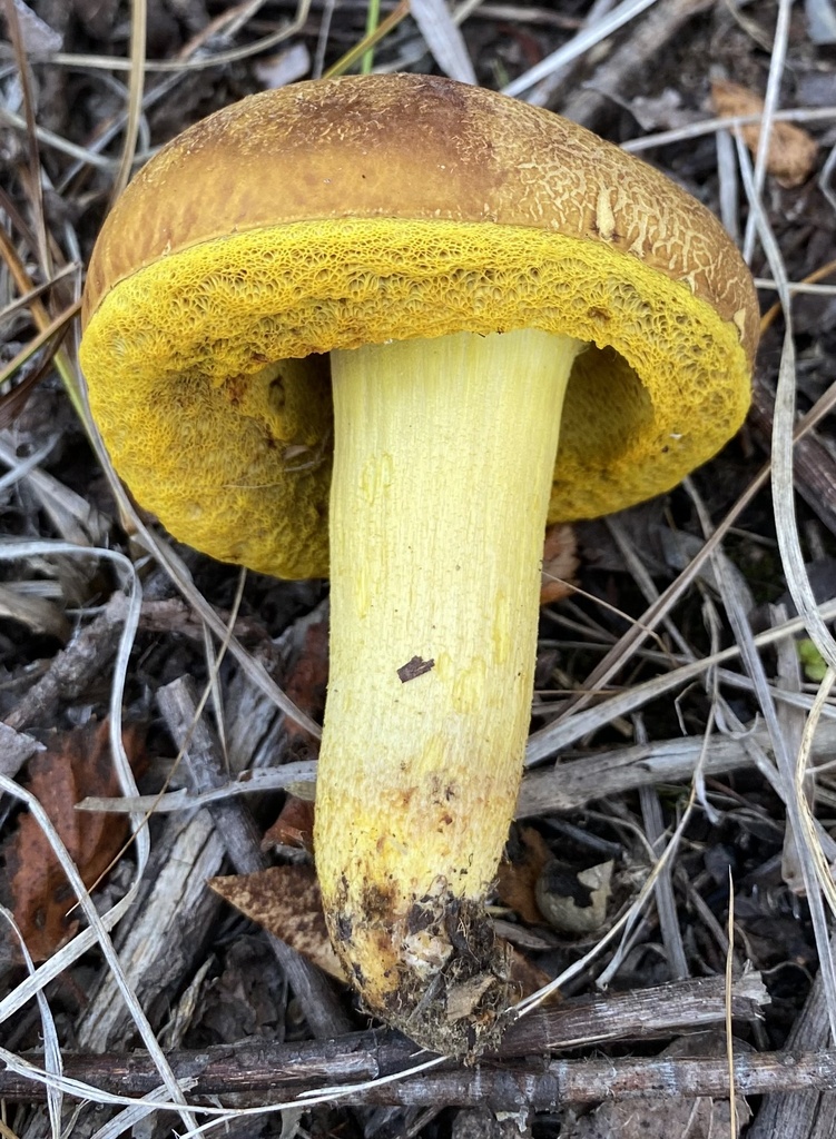 Smoothish-stemmed bolete from E Highway 21, Boise, ID, US on September ...