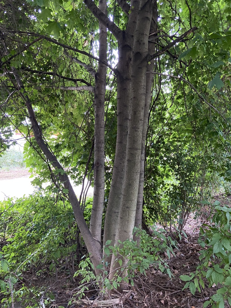 red maple from Chestnut Hill Driveway, Boston, MA, US on September 29 ...