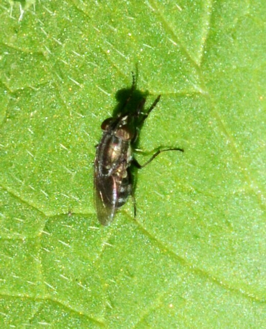 Nose Flies from 83700 Saint-Raphaël, France on September 29, 2023 at 10 ...