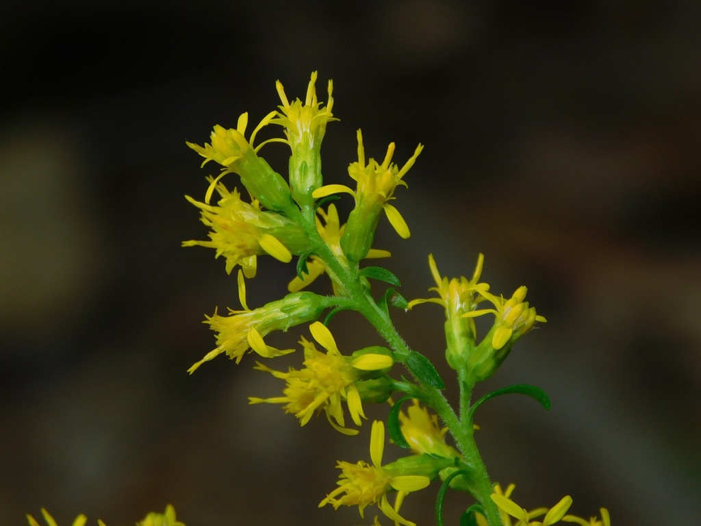slender goldenrod (Goldenrods along the Blackwater and Nottoway Rivers ...