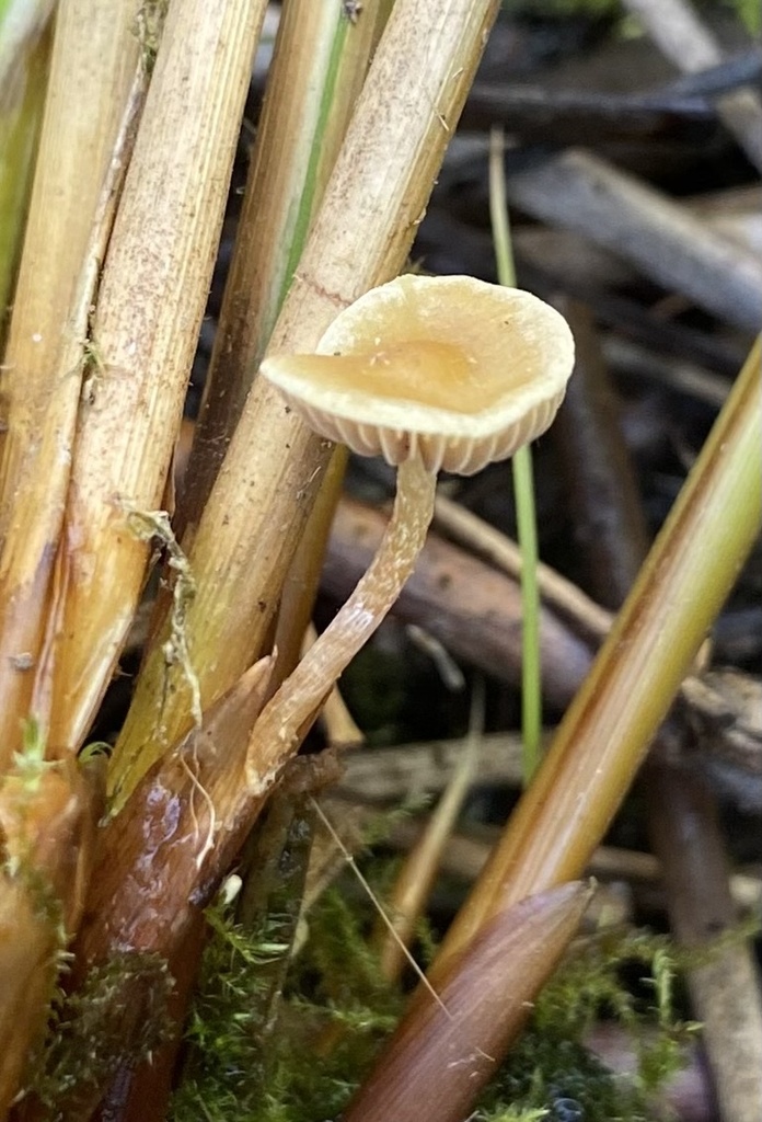Hypholoma from Boise, ID, US on September 28, 2023 at 05:07 PM by Ed ...