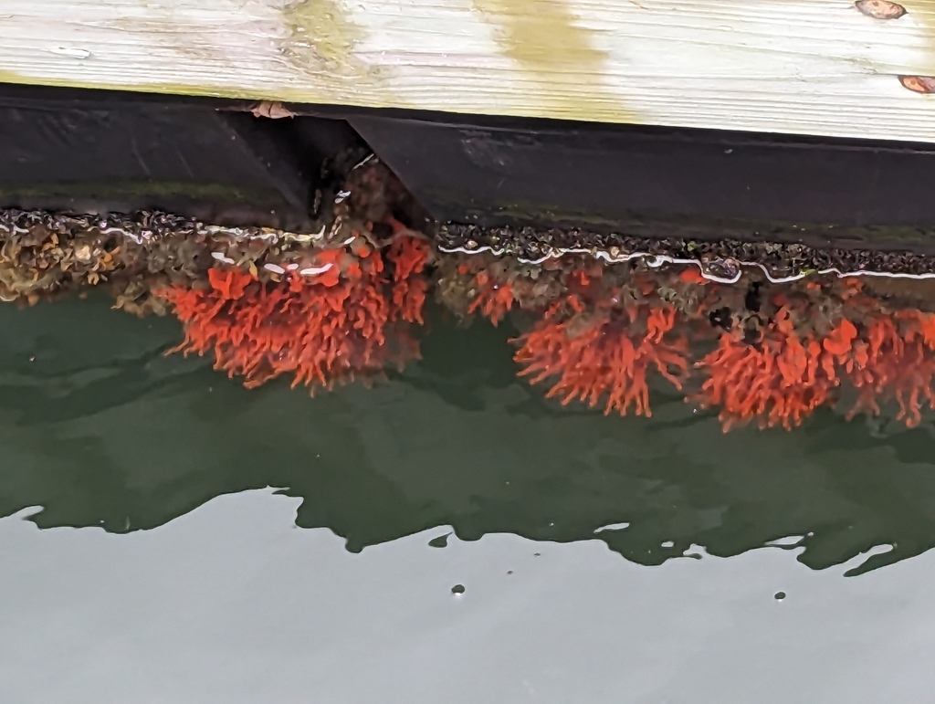 Red Beard Sponge from Cape Charles, VA 23310, USA on September 28, 2023 ...