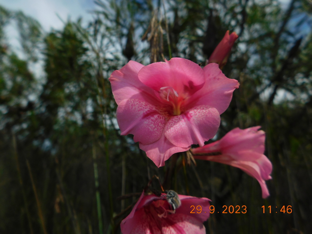 Pink Afrikaner from Pella Nature Reserve on September 29, 2023 at 11:46 ...