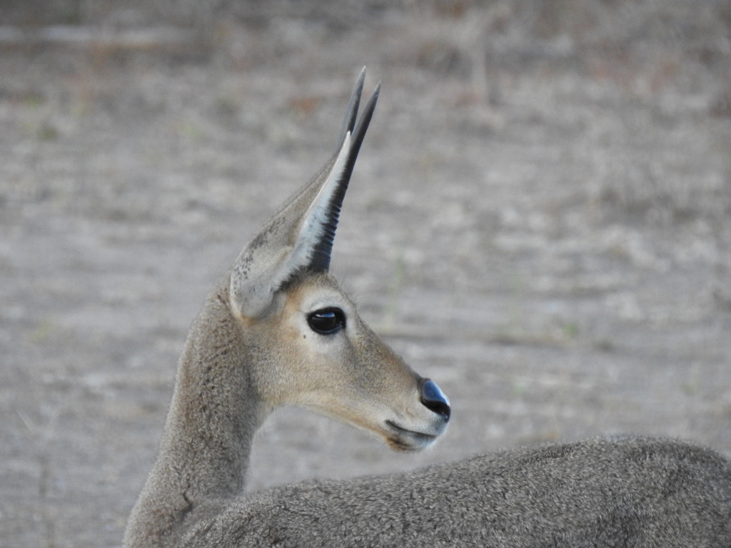 Grey Rhebok from Central Karoo District Municipality, South Africa on ...