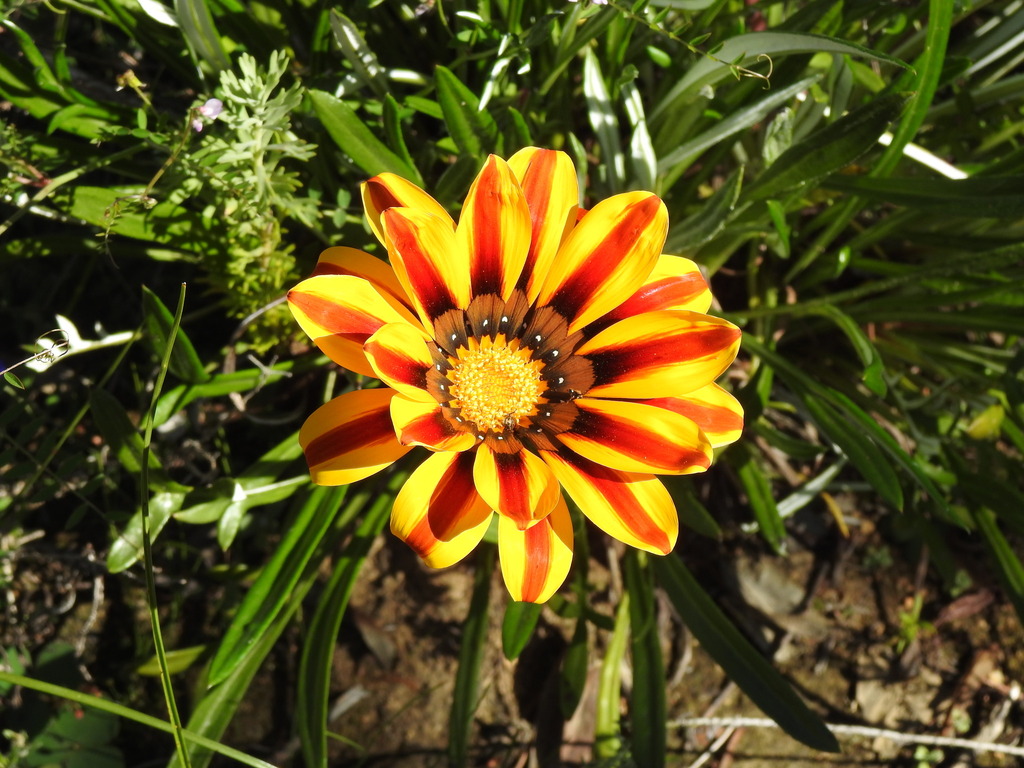 Garden Treasure Flower from Paarl, South Africa on September 27, 2023 ...
