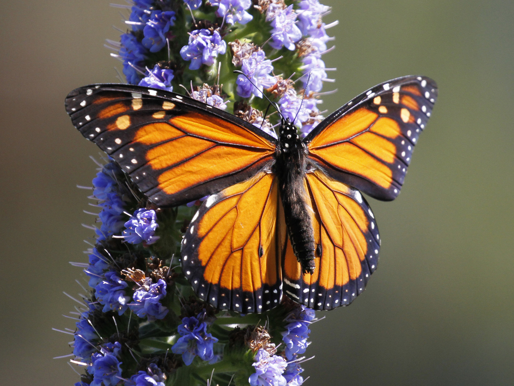 Monarch in March 2016 by Robin Gwen Agarwal · iNaturalist