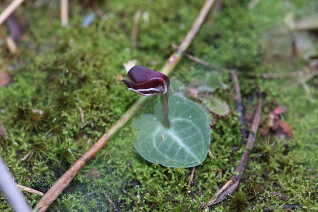 Corybas abditus in September 2023 by Hugo Innes · iNaturalist