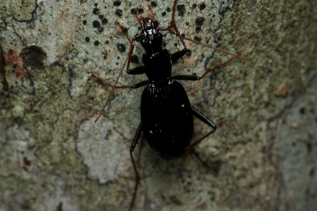 Platynus angustatus from Boone, NC, USA on September 28, 2023 at 08:41 ...