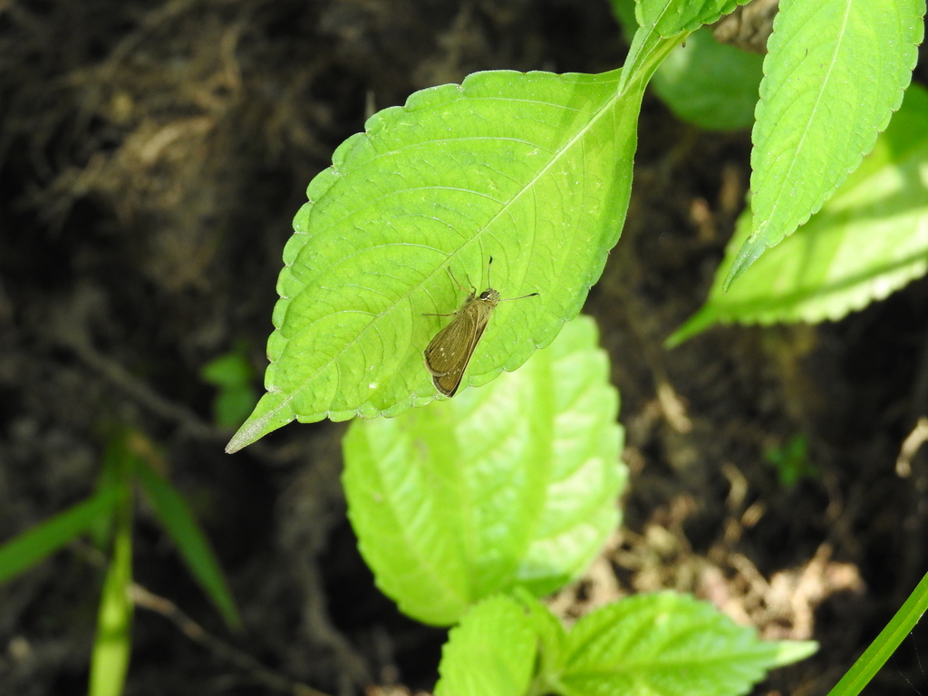 Grass Skippers from North Sikkim, IN-SK, IN on September 29, 2023 at 11 ...