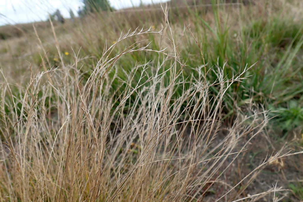 Matgrass from Beringen, België on September 29, 2023 at 10:38 AM by ...