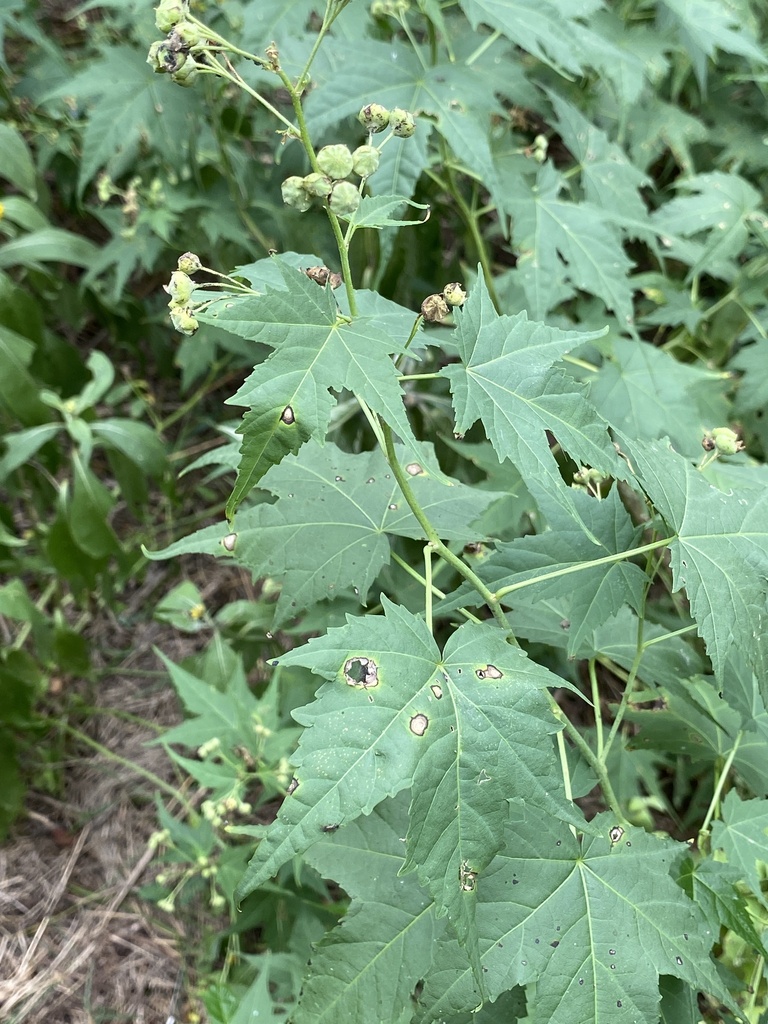Virginia Mallow from Wayne National Forest, Crown City, OH, US on ...