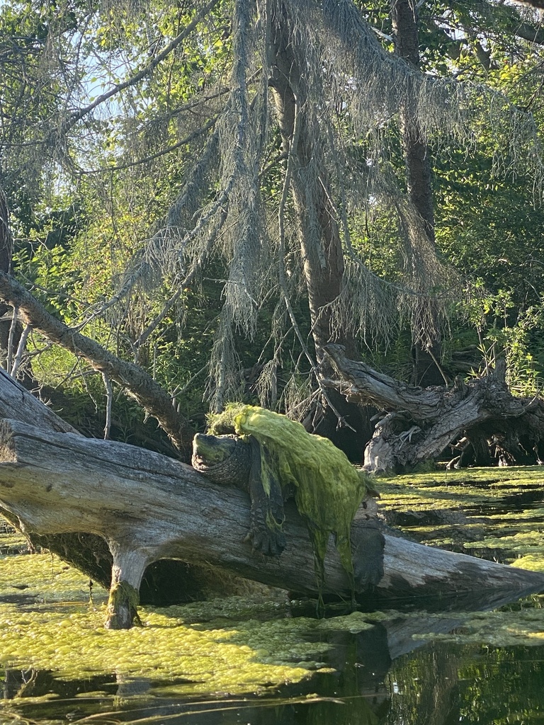 Common Snapping Turtle from Snake Island, Toronto, ON, CA on August 5 ...