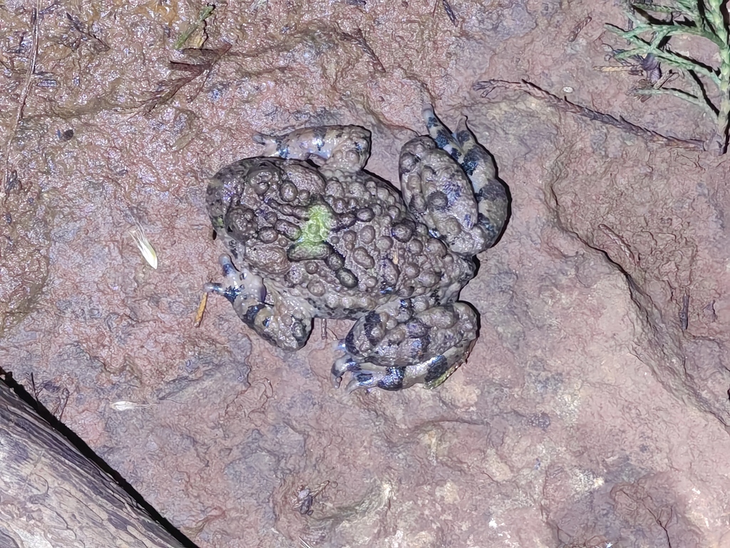 Large-webbed Bell Toad from 中国云南省昆明市五华区 on September 29, 2023 at 10:28 ...