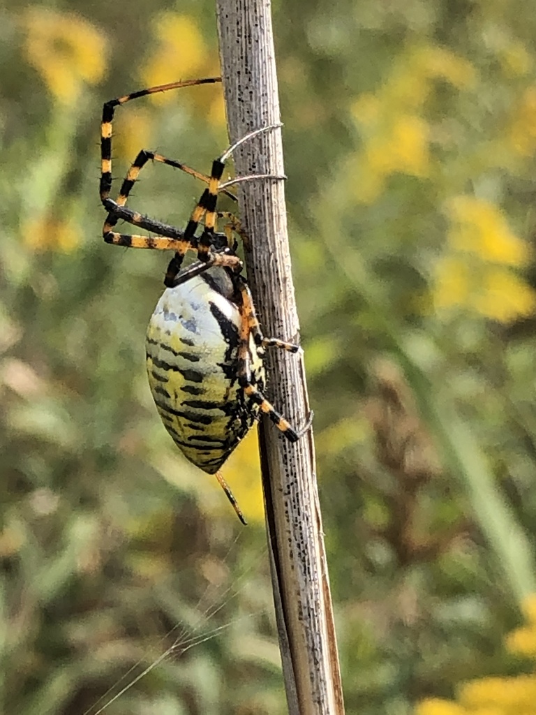 Banded Garden Spider in September 2023 by redmulberrytime · iNaturalist
