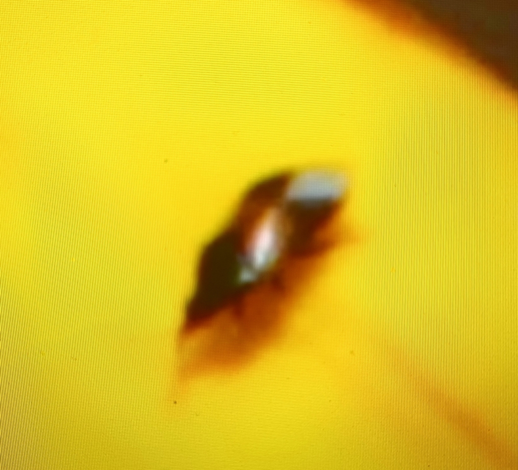 Winged and Once-winged Insects from Sneads Ferry on September 24, 2023 ...
