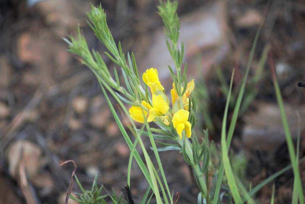 Silver Frilly Pea from Carletonville, 2499, South Africa on September ...