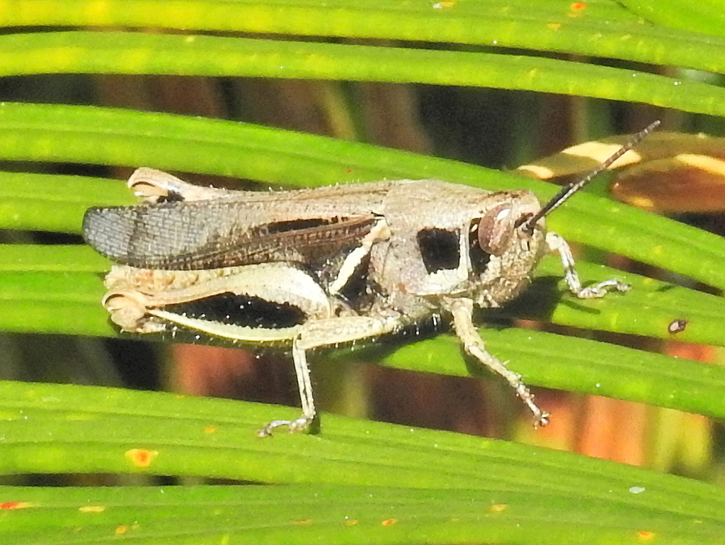 Vitticatantops humeralis (Grasshoppers, Locusts and allies of South ...