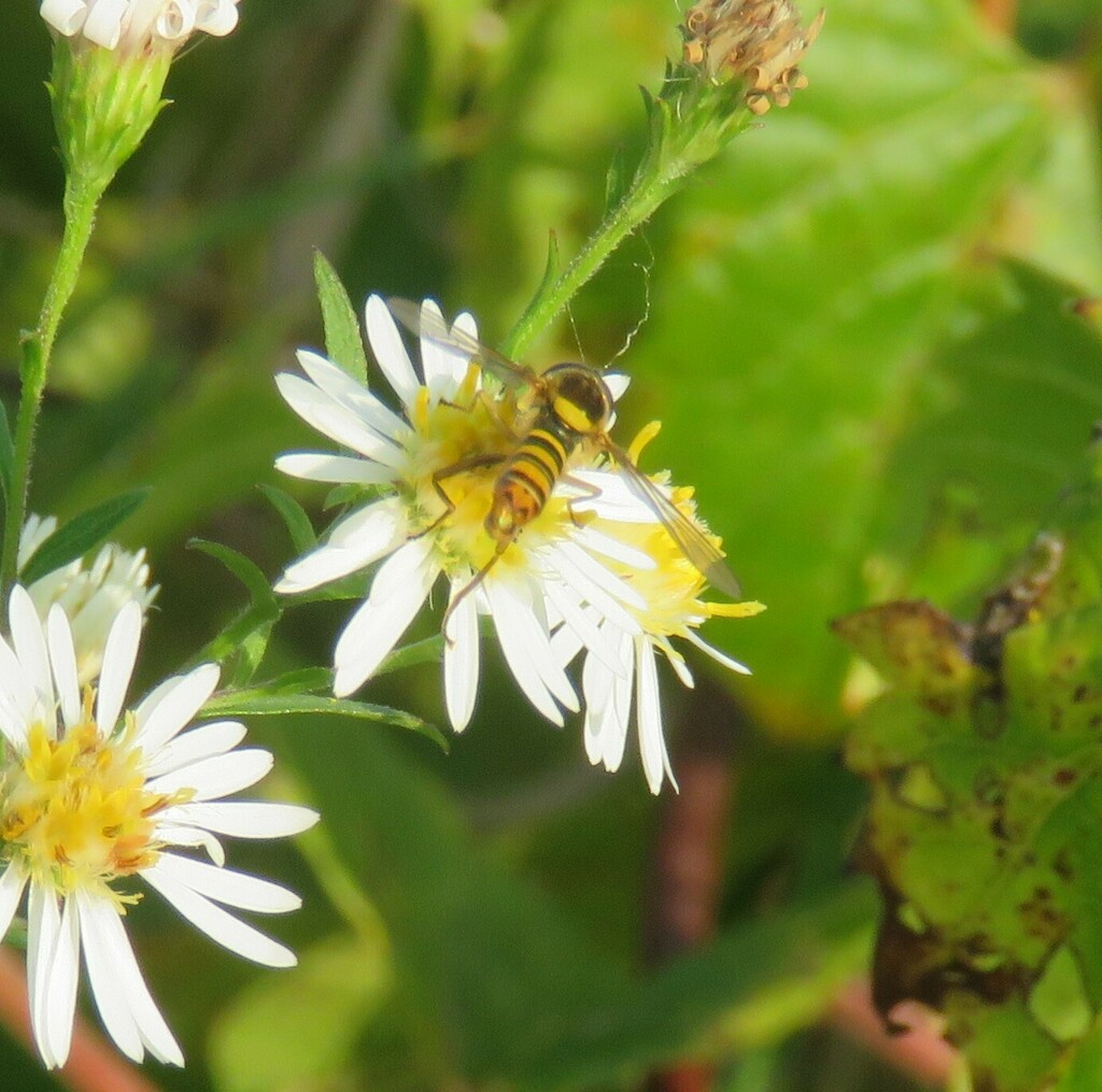 Hover Flies from Colchester Pond, Colchester, VT 05446, USA on ...