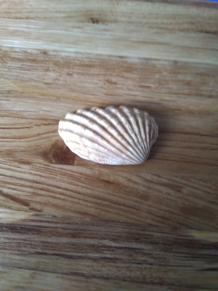 Broad-ribbed Cardita from 7900 Collins Ave, Miami Beach, FL 33141, USA ...