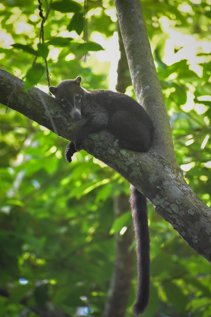 White-nosed Coati from Panama City, Panama on September 29, 2023 at 09: ...