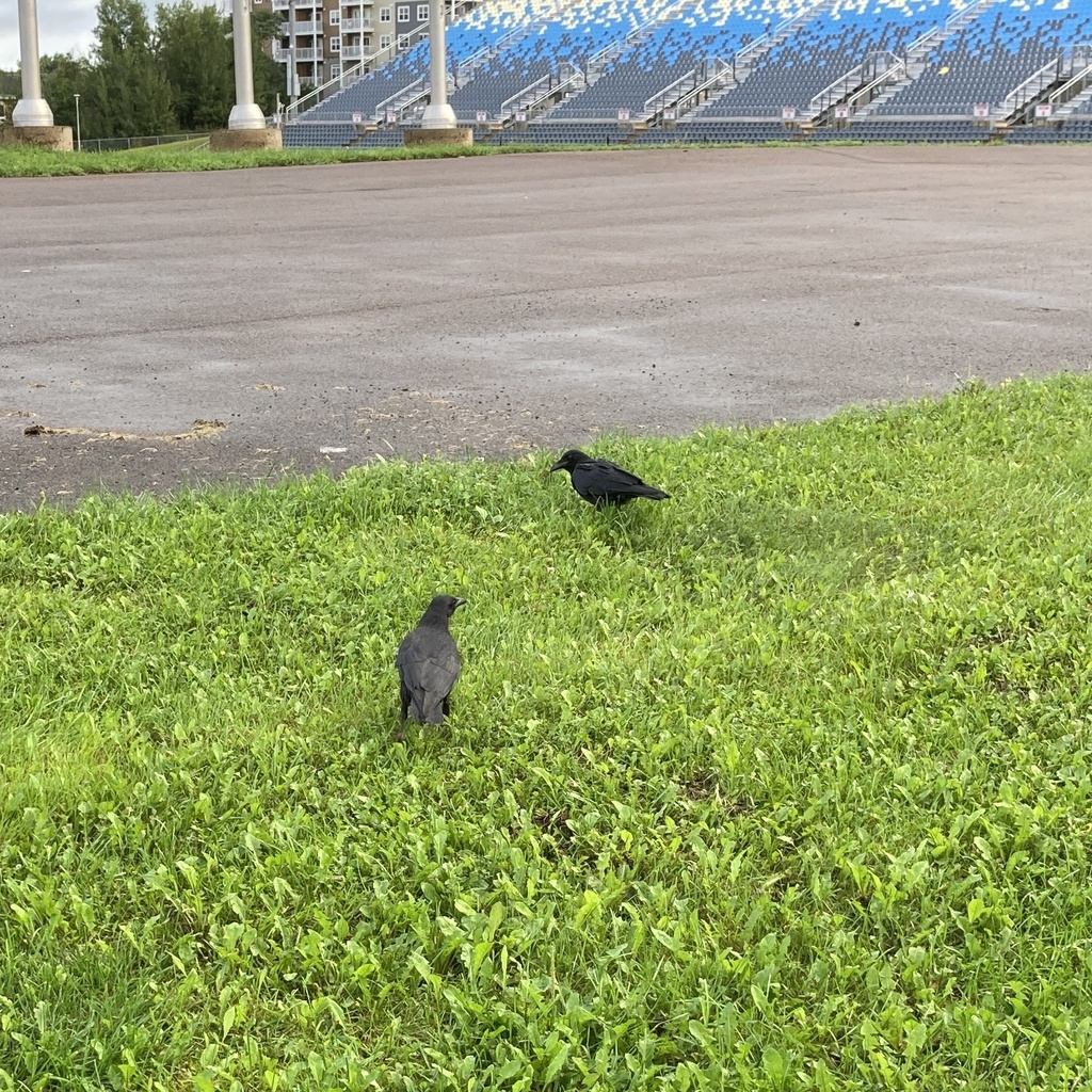 American Crow from Croix Bleue Medavie Stadium, Moncton, NB, CA on ...