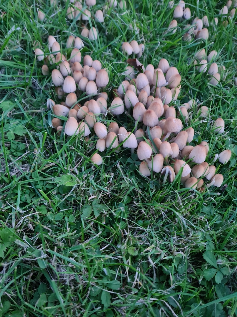 inky caps from Brent, England, GB on September 29, 2023 at 06:55 PM by ...