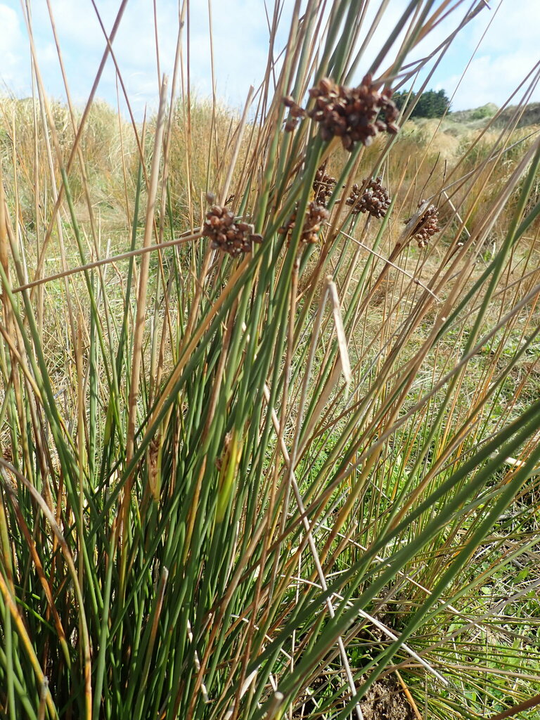 spiny rush from Foxton Beach, New Zealand on September 28, 2023 at 10: ...