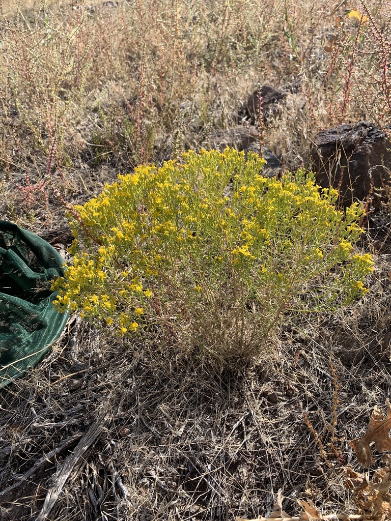 Broom Snakeweed from Sparks, NV, US on September 24, 2023 at 03:13 PM ...